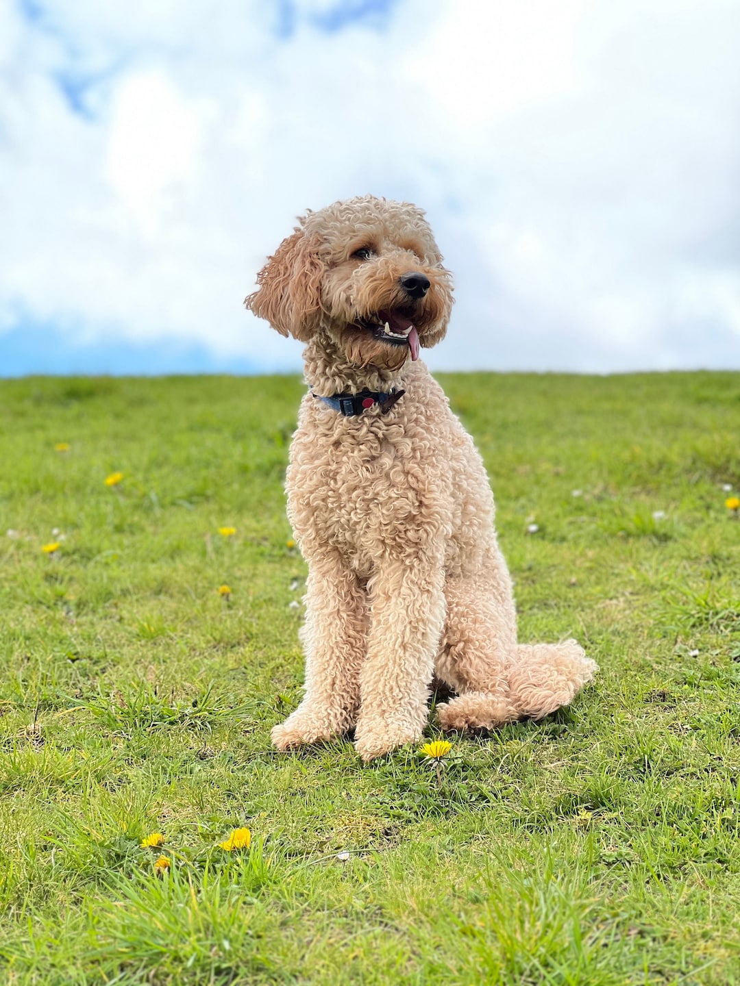 Golden Doodle Direct Download - Etsy