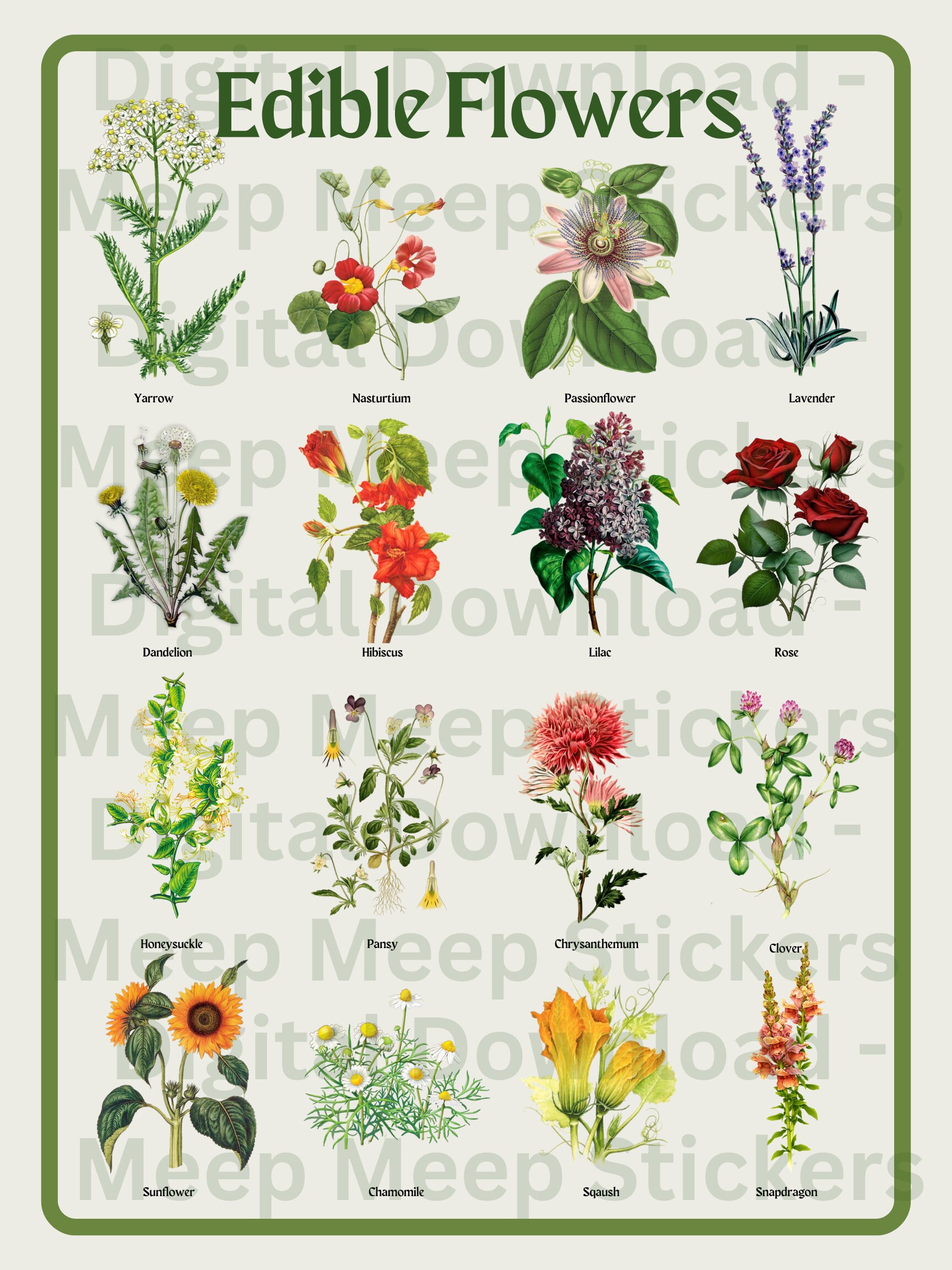 Edible Flower Poster Digital Download Botanical Illustration Print ...