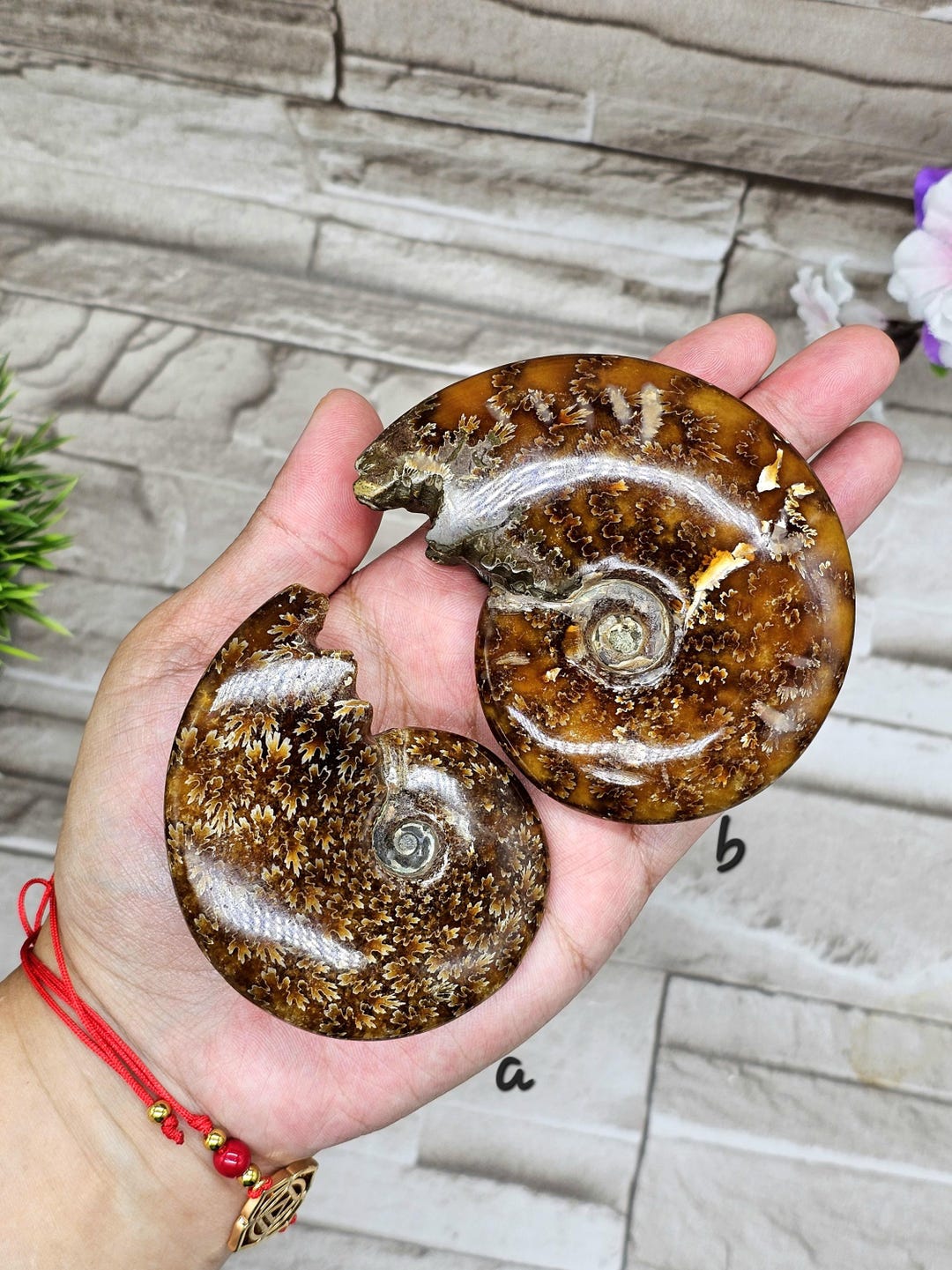 Ammonite Fossil / Home Decor / Rocks and Minerals - Etsy