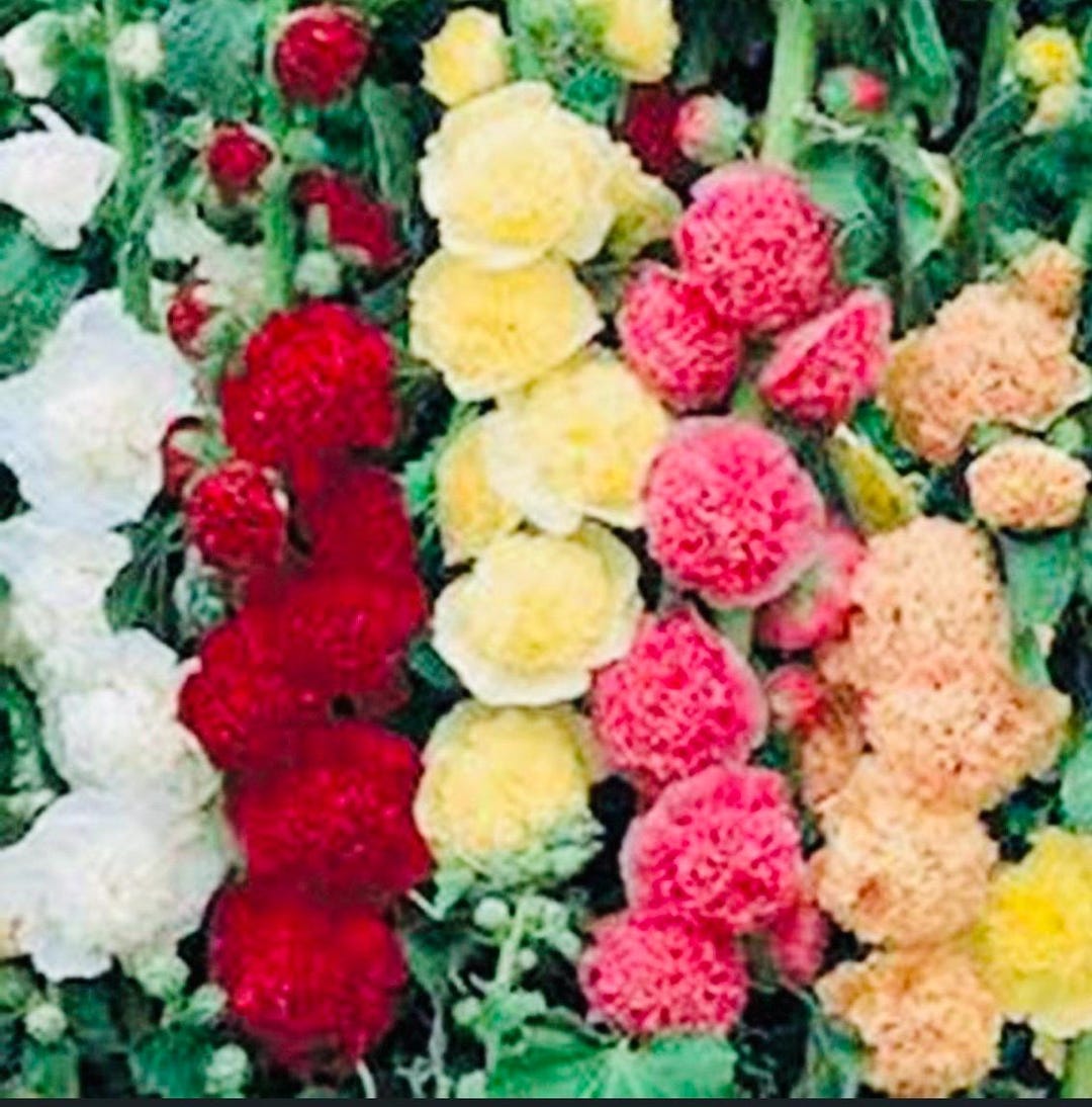 40 Mixed Color Hollyhock Heirloom SEEDS - Etsy