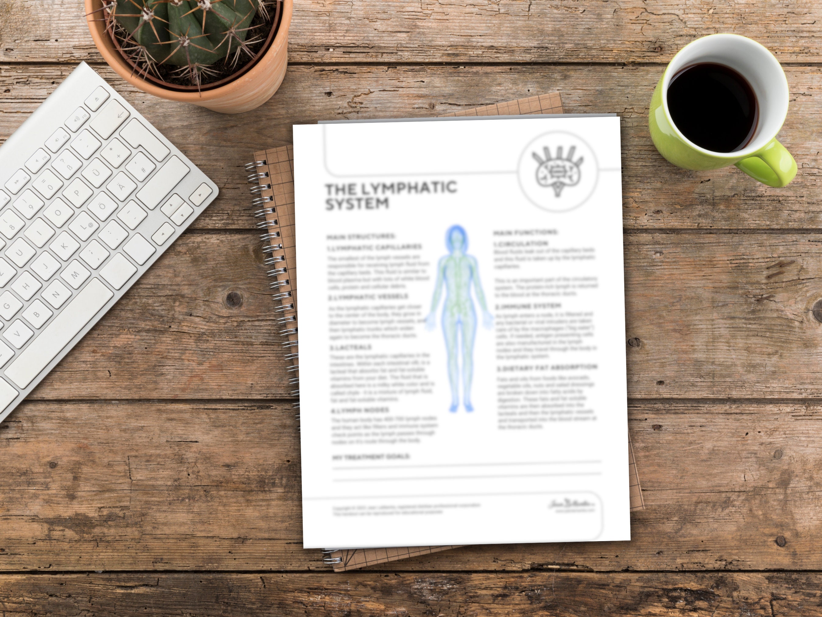 The Lymphatic System Teaching Tool Template - Etsy