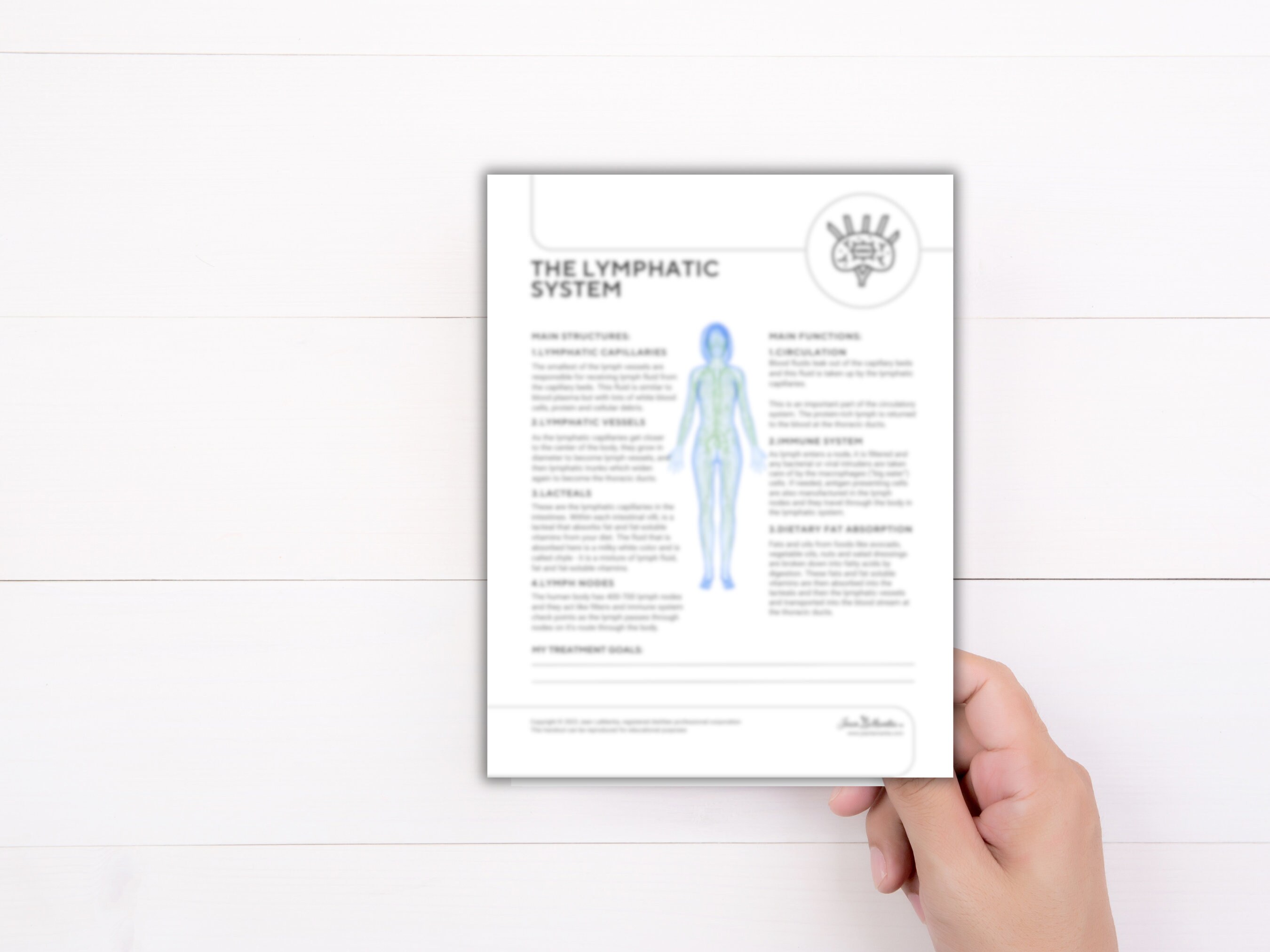The Lymphatic System Teaching Tool Template - Etsy