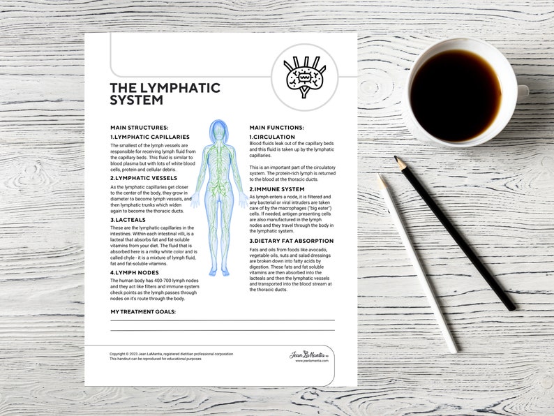 The Lymphatic System Teaching Tool Template - Etsy