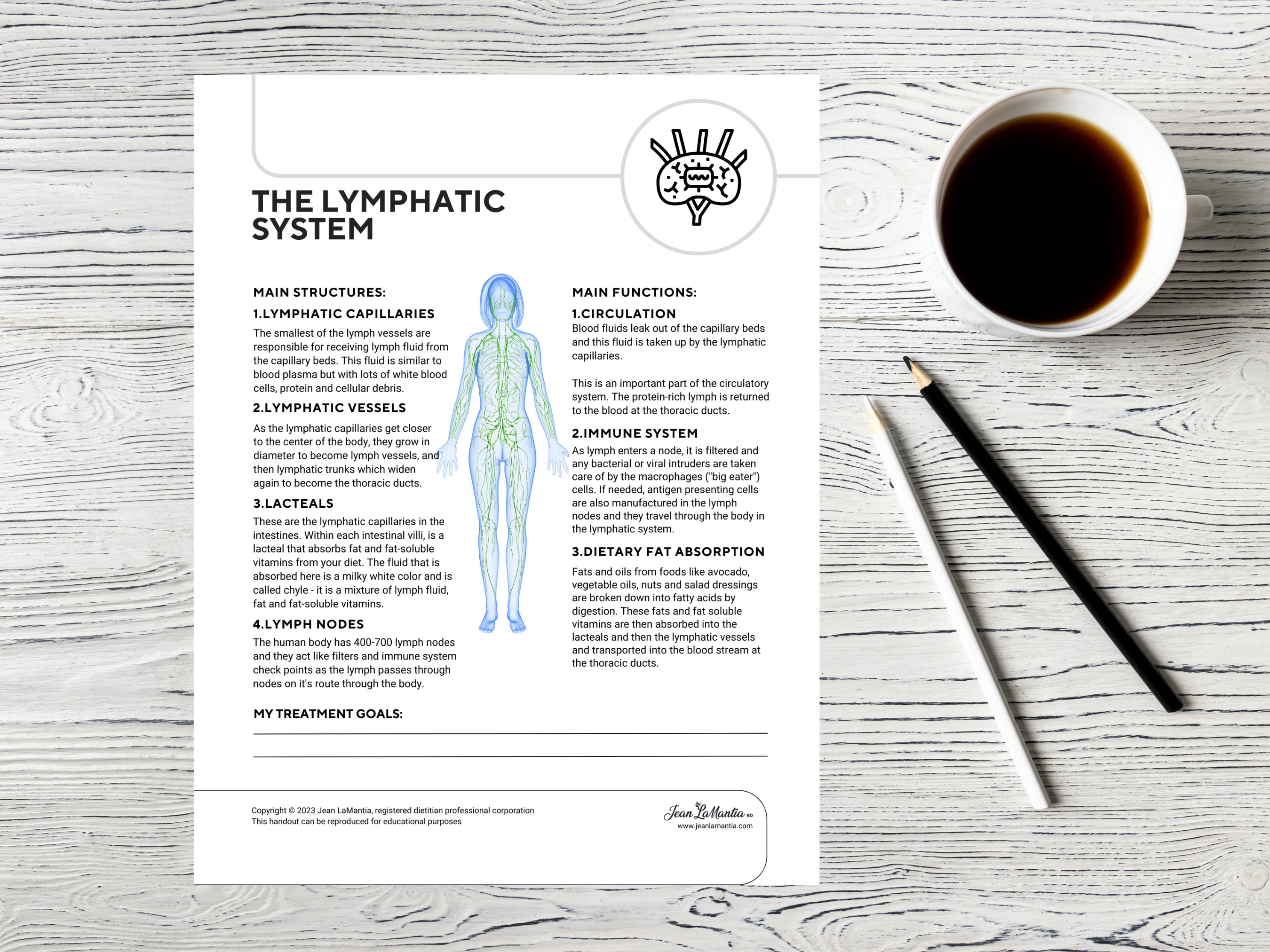 The Lymphatic System Teaching Tool Template - Etsy