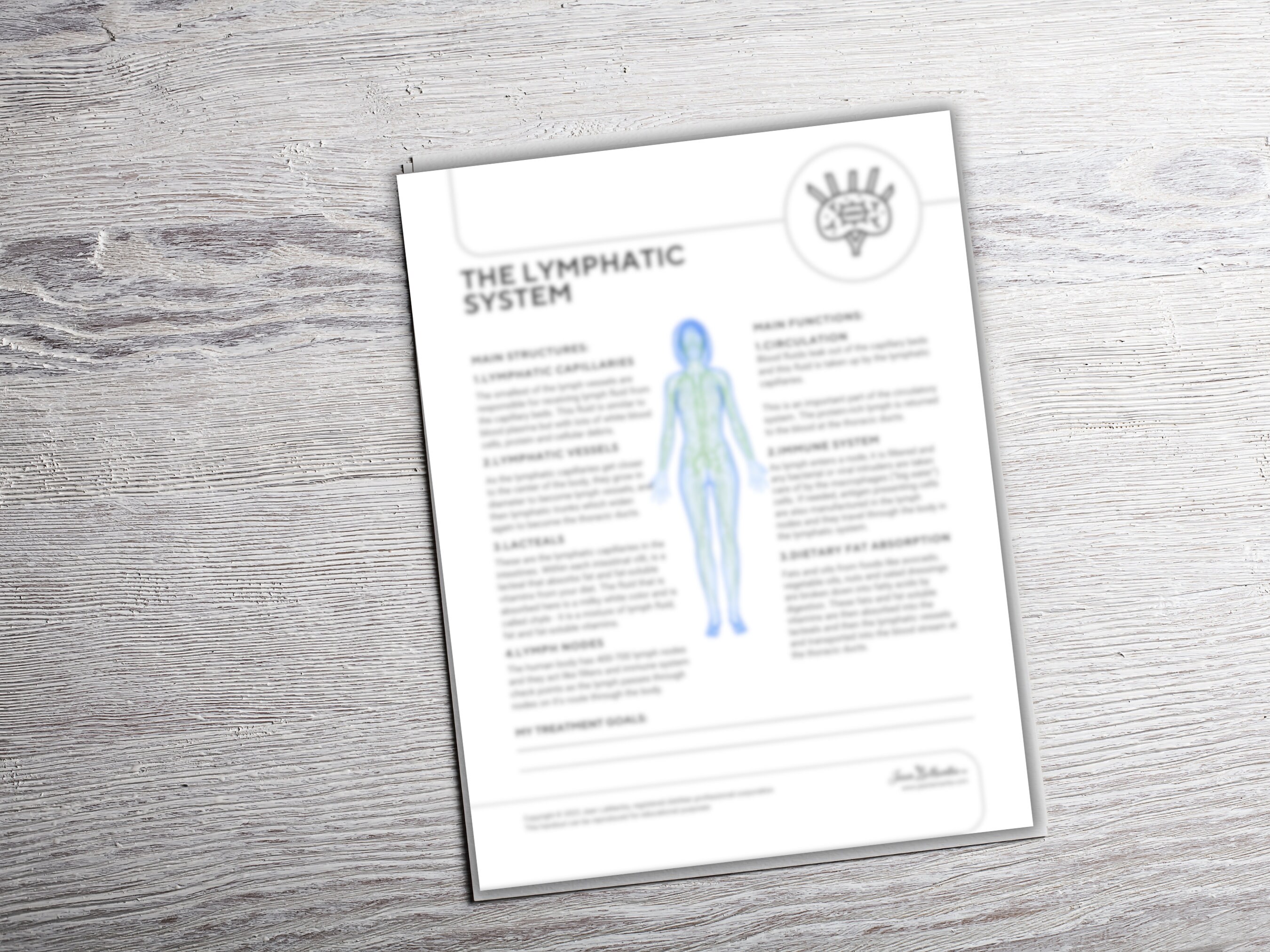 The Lymphatic System Teaching Tool Template - Etsy