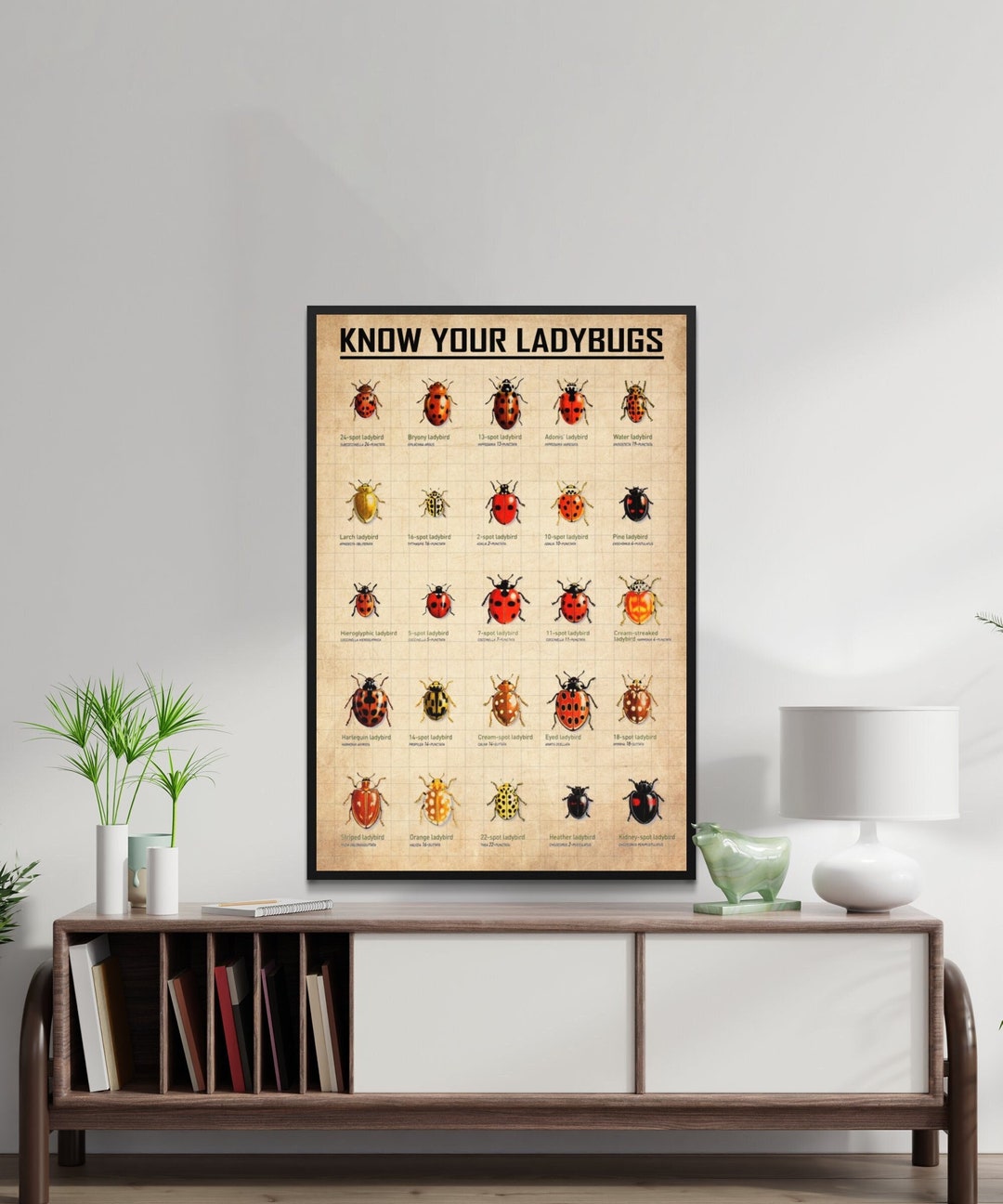 Types of Lady Bugs Poster Educational Bugs Poster, Insects Print ...