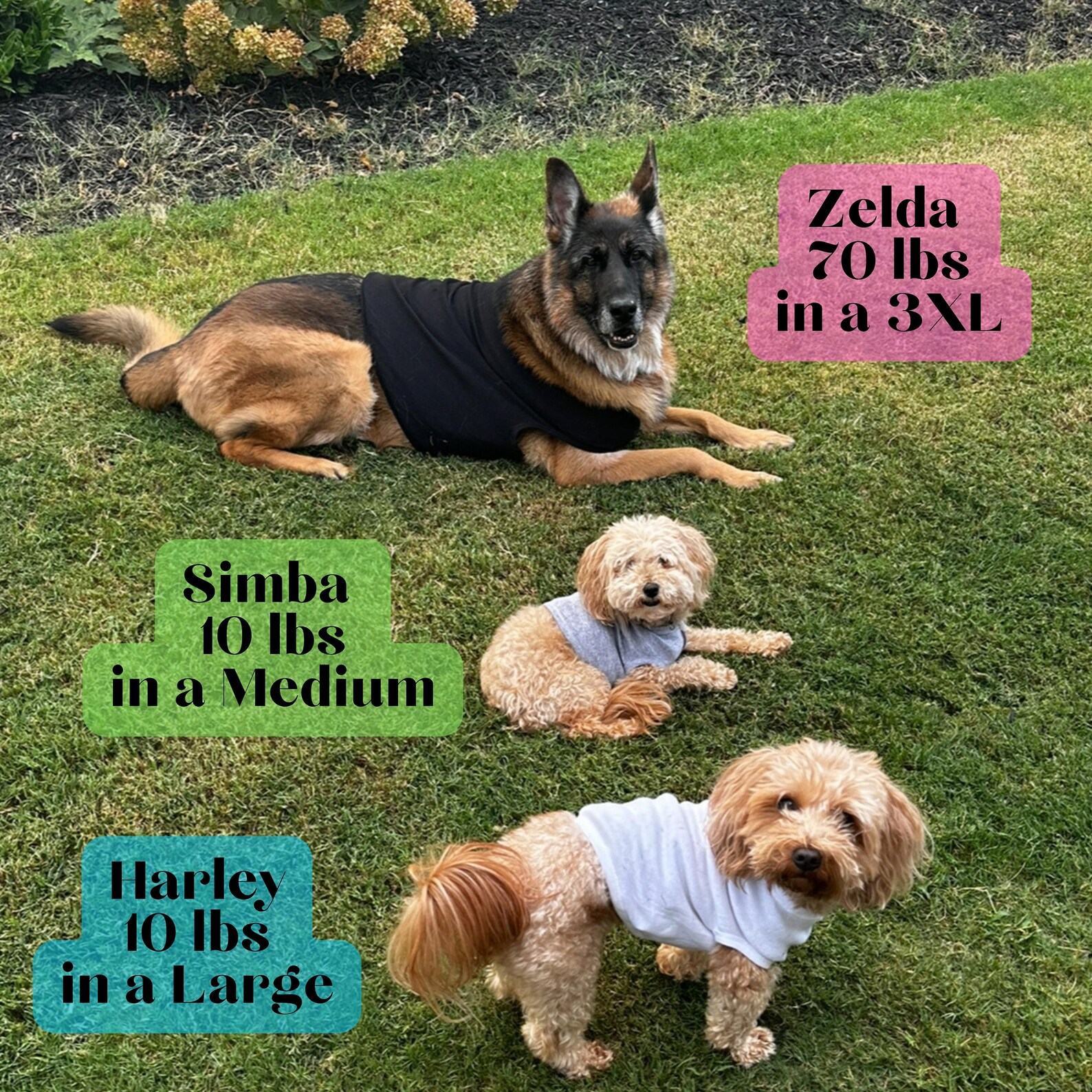 The Boss Dog Shirt, Matching Dog and Owner Outfit, Dog Shirt, Fur Baby ...