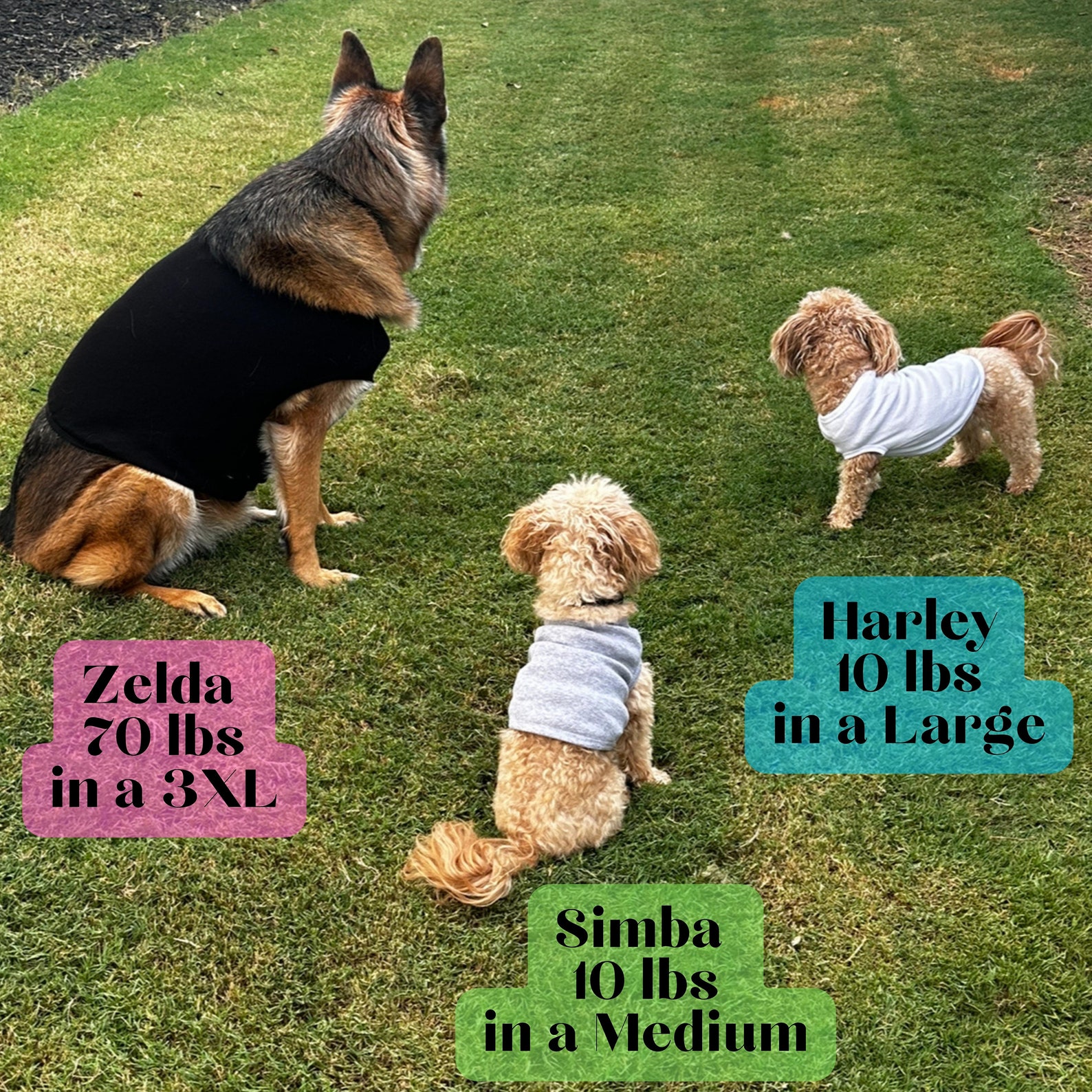 The Boss Dog Shirt, Matching Dog and Owner Outfit, Dog Shirt, Fur Baby ...