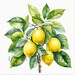 Lemon Tree Clipart 4K Png, Digital Clipart Download, Paper Crafts, Tree ...