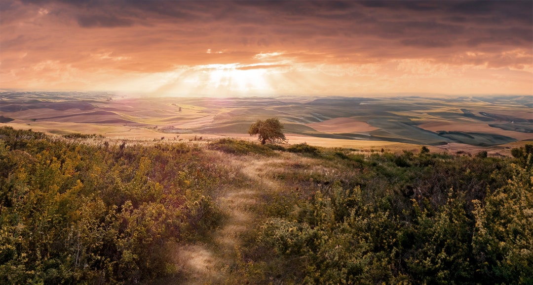 Palouse Golden Hour Wall Art - Steptoe Butte Lone Tree and Rolling ...