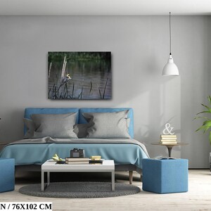Yellow-headed Blackbird in Cats-tails and Reeds/horizontal Wall Paper ...