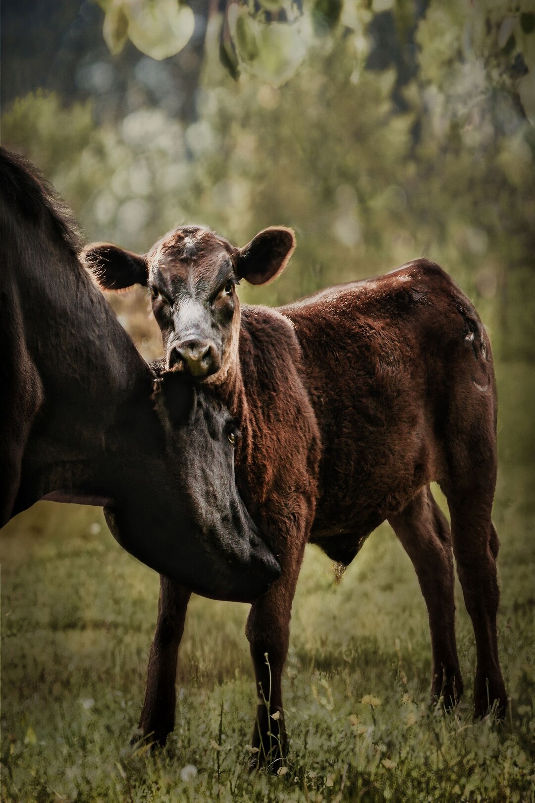 Charming Calf and Cow: Intimate Heartwarming Moment/rustic Farmhouse ...