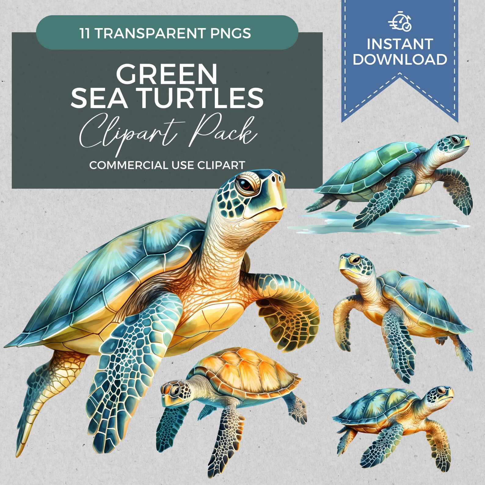 Sea Turtle PNG Clipart Green Sea Turtles Clipart Turtle PNG Watercolor ...
