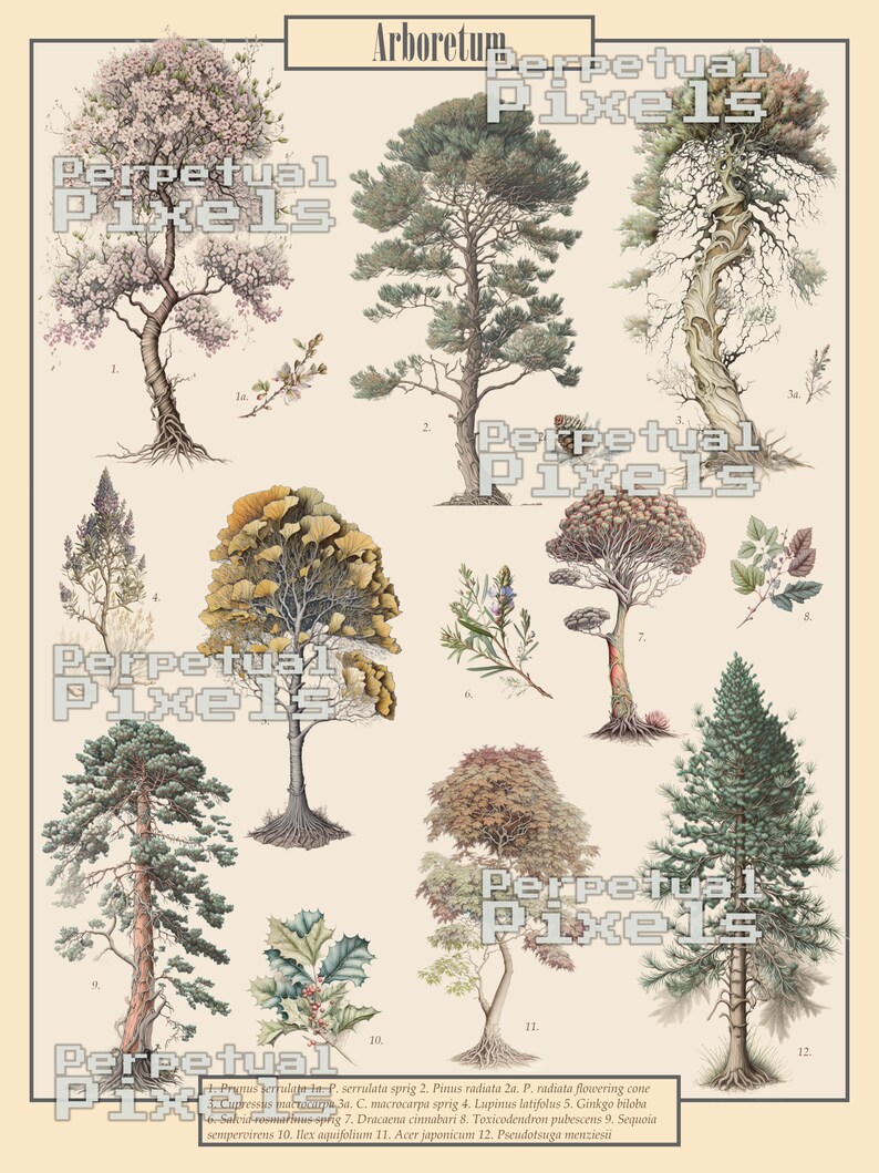 Arboretum Botanical Illustration Poster, Vintage Cavallini Style, Trees ...