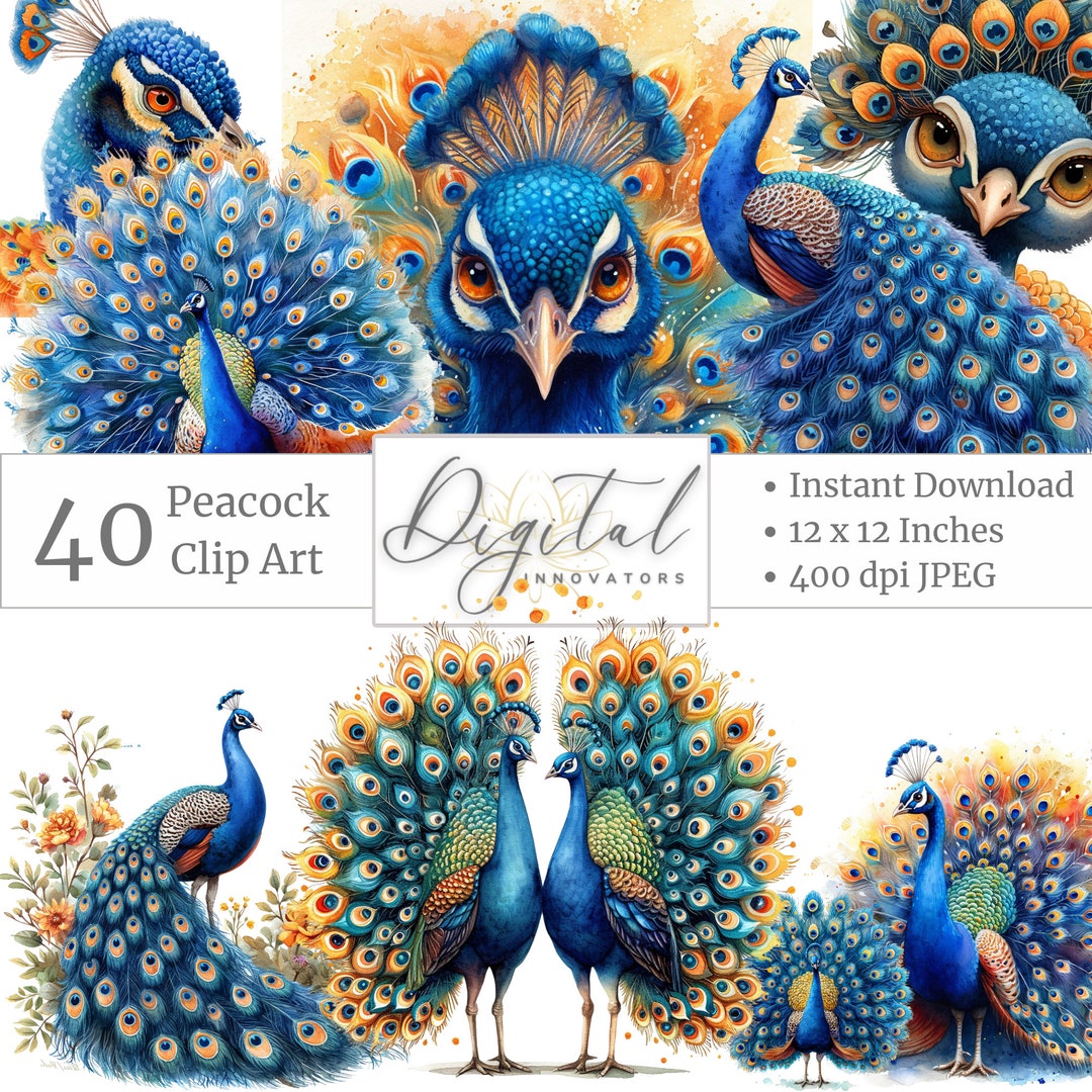 Peacock Digital Clipart Transparent PNG High Resolution 400 Dpi Bundle ...