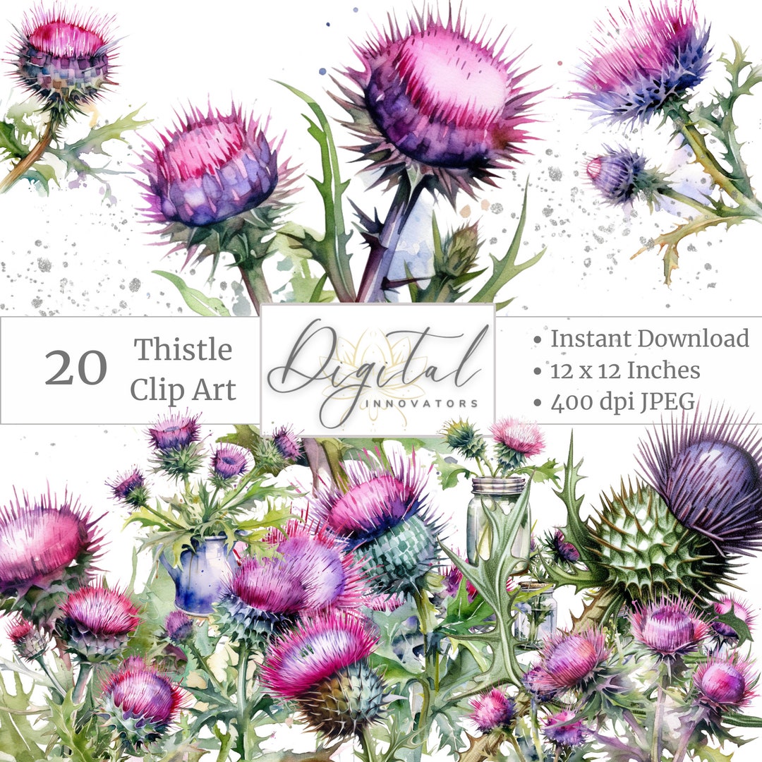 Watercolor Flowers Purple Thistle Clipart Bundle Digital Flowers ...