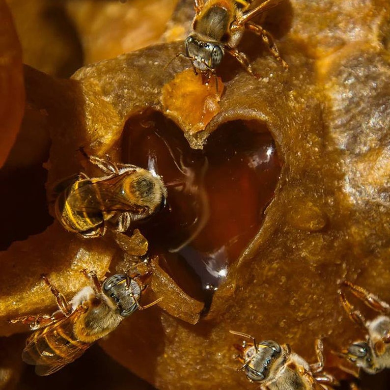 Jimerito Honey | 12ml | Miel | Stingless Bee Honey | Drops | Gotas ...