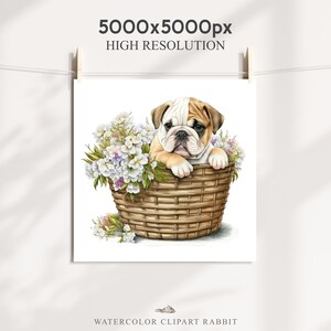 Baby Bulldog Clipart | Bulldog Puppy PNG | Jumping Dog PNG | Watercolor ...