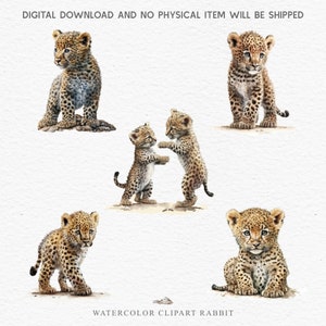 Baby Leopard PNG Clipart | African Safari Animals | Jungle Nursery Wall ...