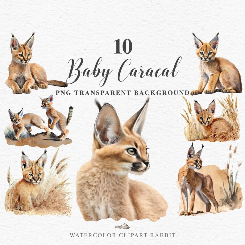 Baby Caracal PNG Clipart African Safari Animals Jungle - Etsy
