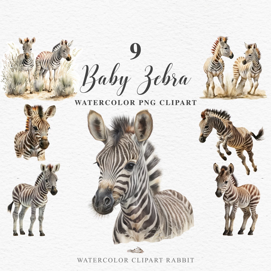 Cute African Baby Zebra PNG Clipart | Safari Animals | Jungle Nursery ...