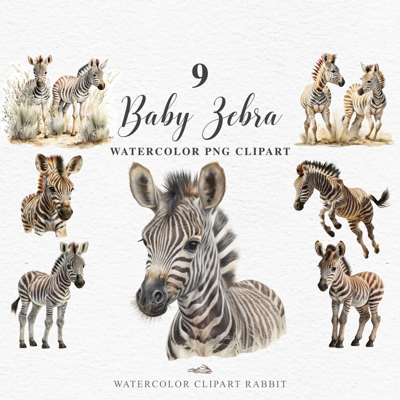 Cute African Baby Zebra PNG Clipart Safari Animals Jungle - Etsy