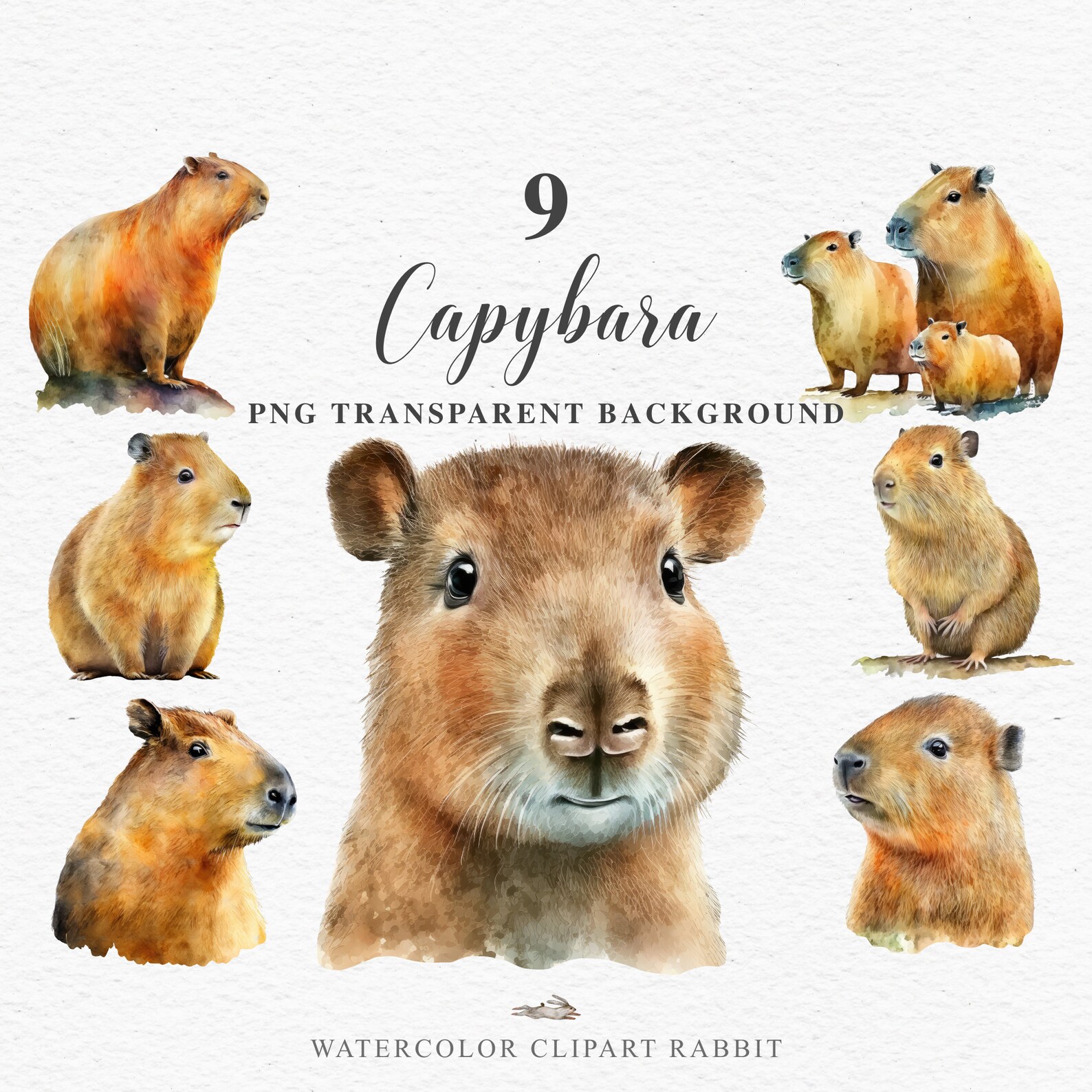 Cute Capybara PNG Clipart Safari Animals Jungle Nursery - Etsy