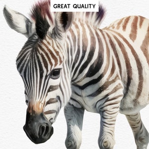 Cute African Baby Zebra PNG Clipart | Safari Animals | Jungle Nursery ...