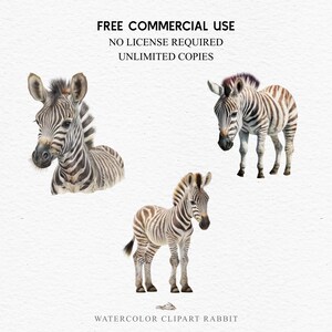 Cute African Baby Zebra PNG Clipart | Safari Animals | Jungle Nursery ...