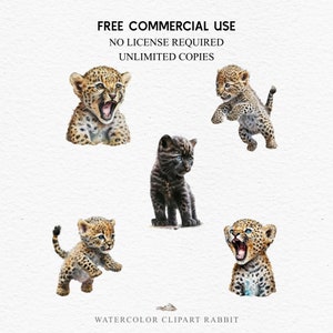 Baby Leopard PNG Clipart | African Safari Animals | Jungle Nursery Wall ...