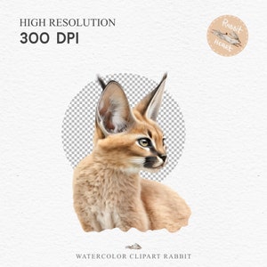 Baby Caracal PNG Clipart | African Safari Animals | Jungle Nursery Wall ...