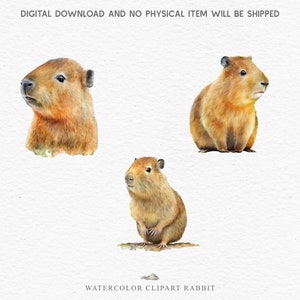 Cute Capybara PNG Clipart Safari Animals Jungle Nursery Wall Art ...