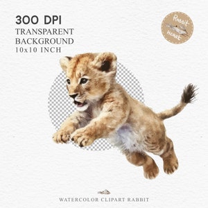 Baby Lion PNG Clipart | African Safari Animals | Jungle Nursery Wall ...