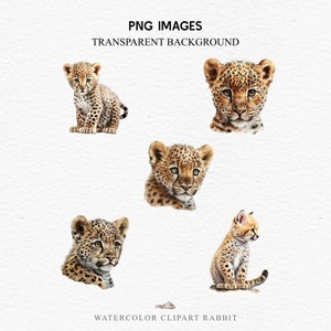 Baby Leopard PNG Clipart | African Safari Animals | Jungle Nursery Wall ...