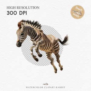 Cute African Baby Zebra PNG Clipart | Safari Animals | Jungle Nursery ...