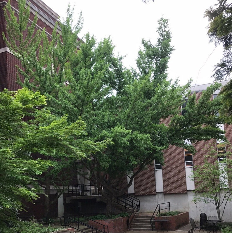 Naturally Sprouted Ginkgo Seedlings | Enhance Your Garden With Ancient ...