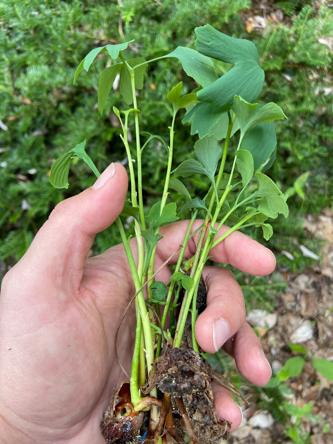 Naturally Sprouted Ginkgo Seedlings | Enhance Your Garden With Ancient ...