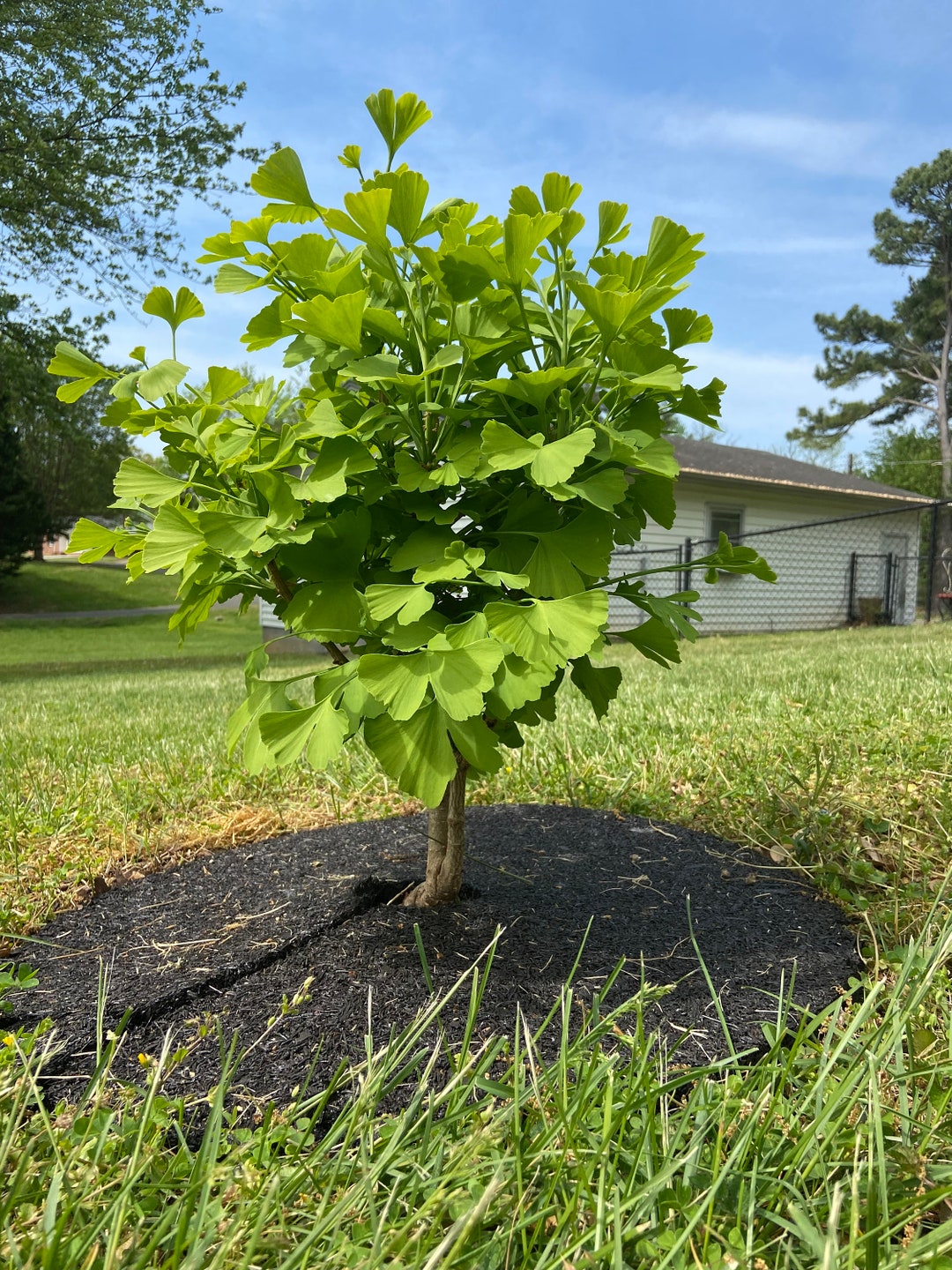 Ancient Ginkgo Seedlings 2 to 8 Inch Naturally Sprouted - Etsy
