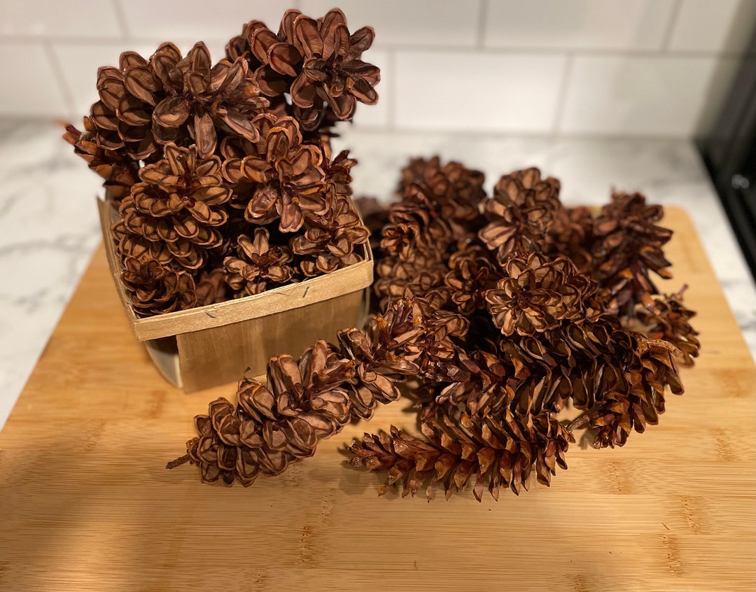 Medium Pinecones X Pine Cone X Rustic Wedding, Fall Decor, Christmas Decor, Craft Pine Cones X ...