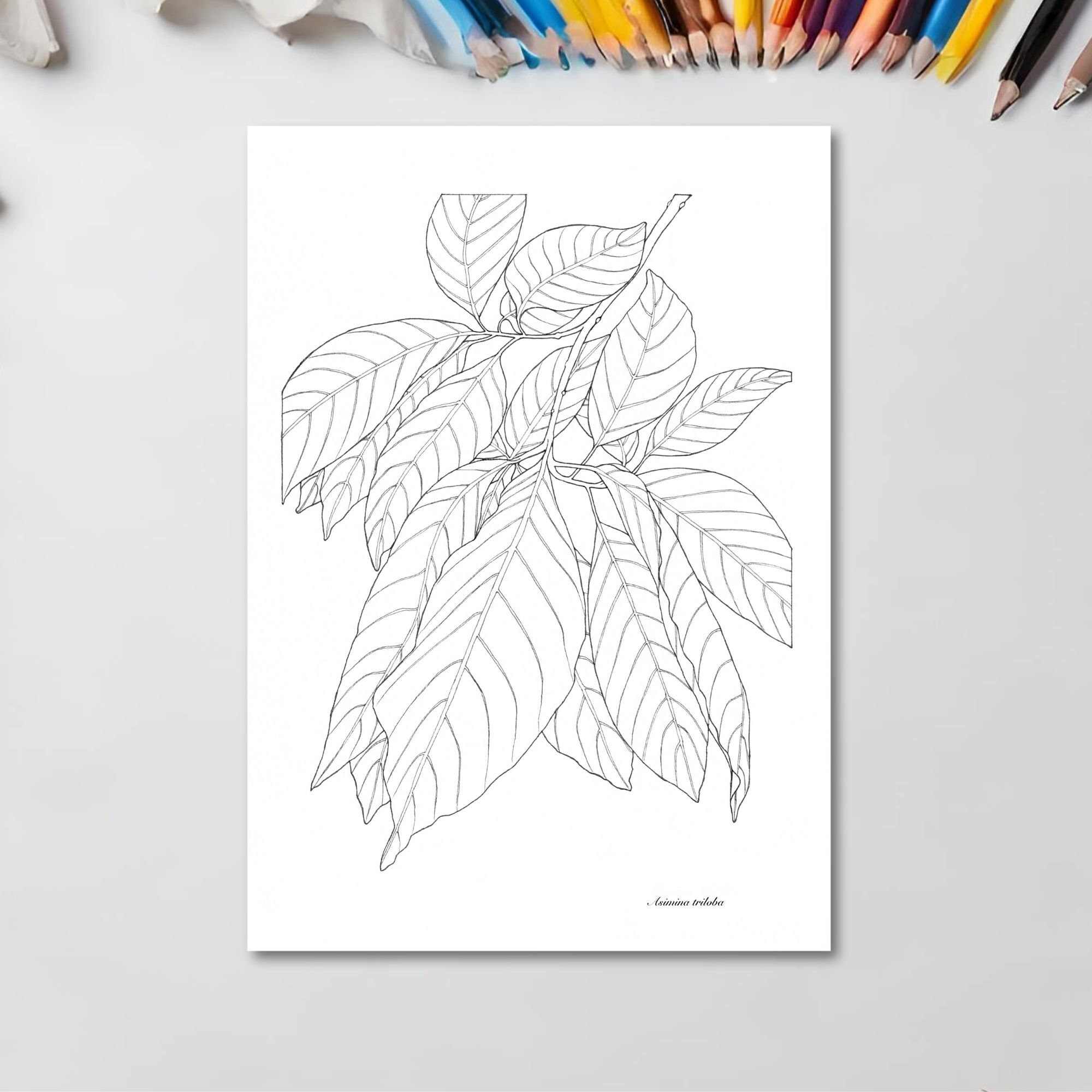 Tropical Leaf Coloring Page - Printable Watercolor Coloring Page for ...