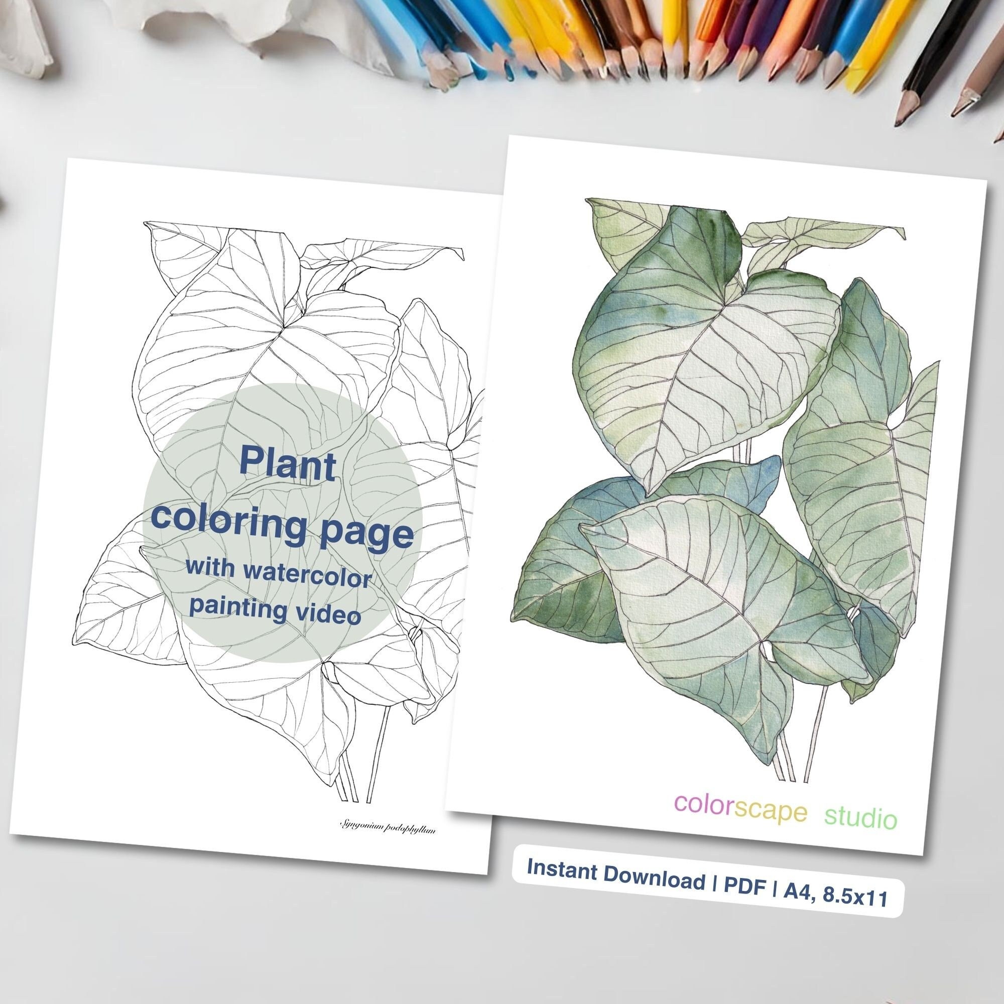 Arrowhead Plant Coloring Page - Printable Watercolor Coloring Page for ...
