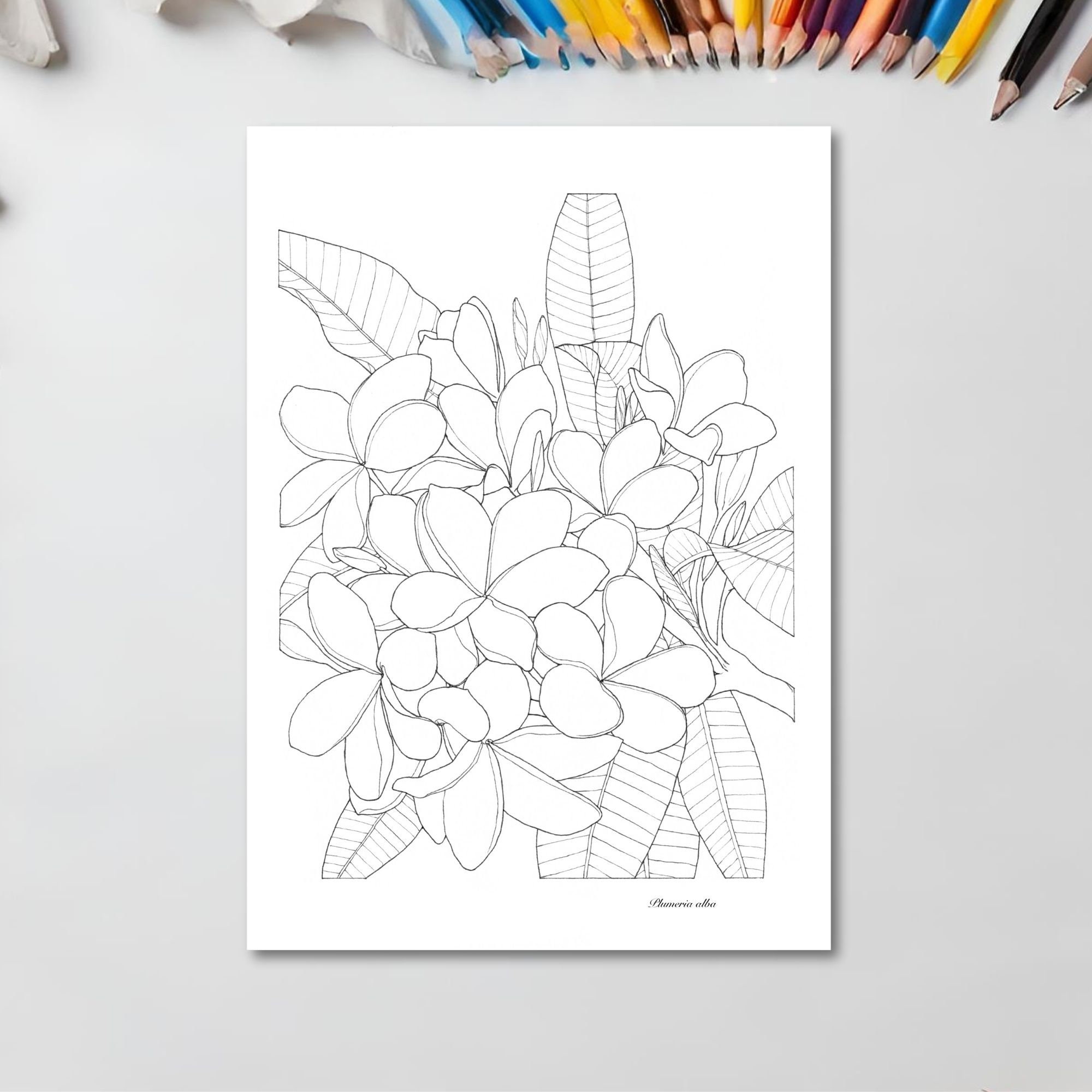 Frangipani Flower Coloring Page - Printable Watercolor Coloring Page ...
