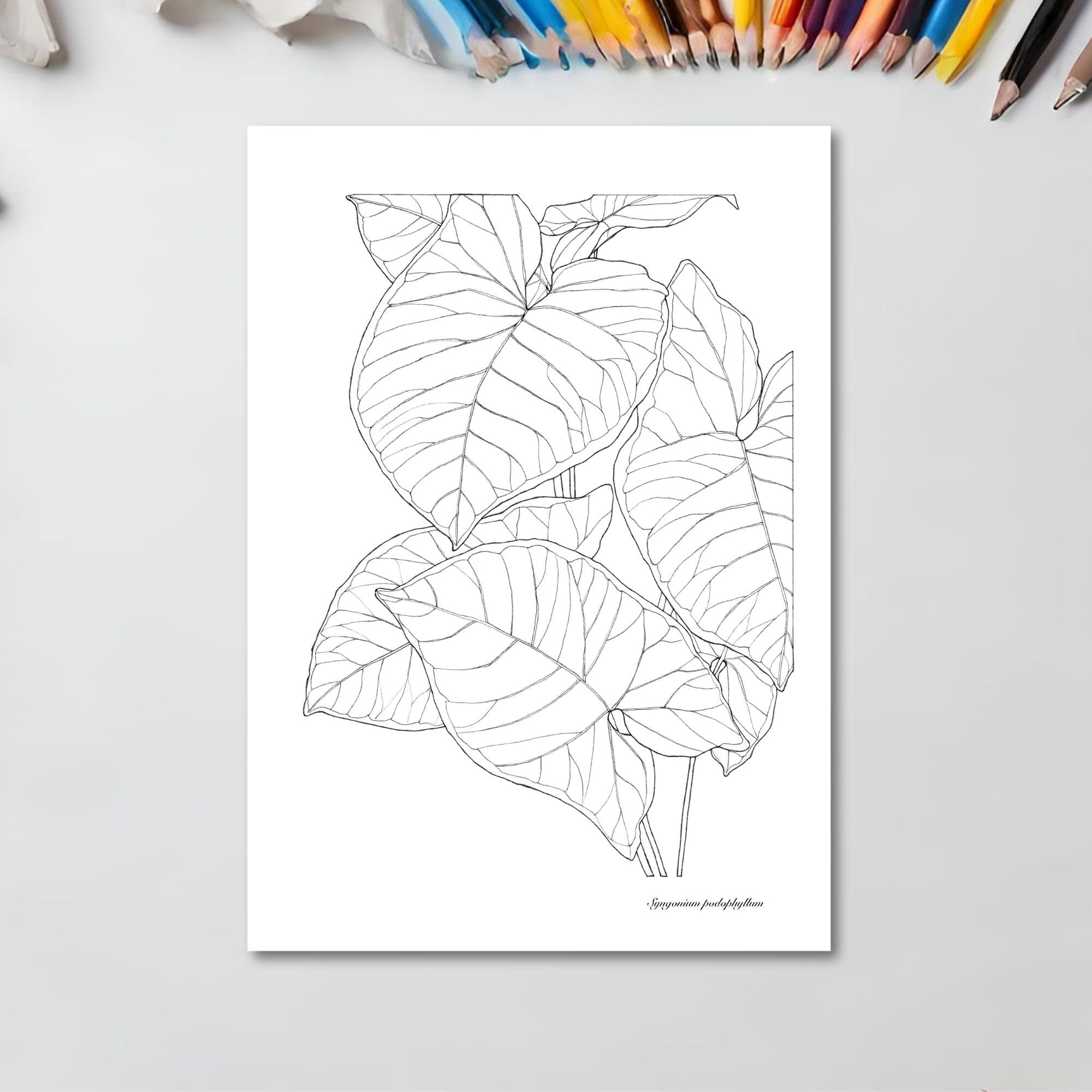 Arrowhead Plant Coloring Page - Printable Watercolor Coloring Page for ...