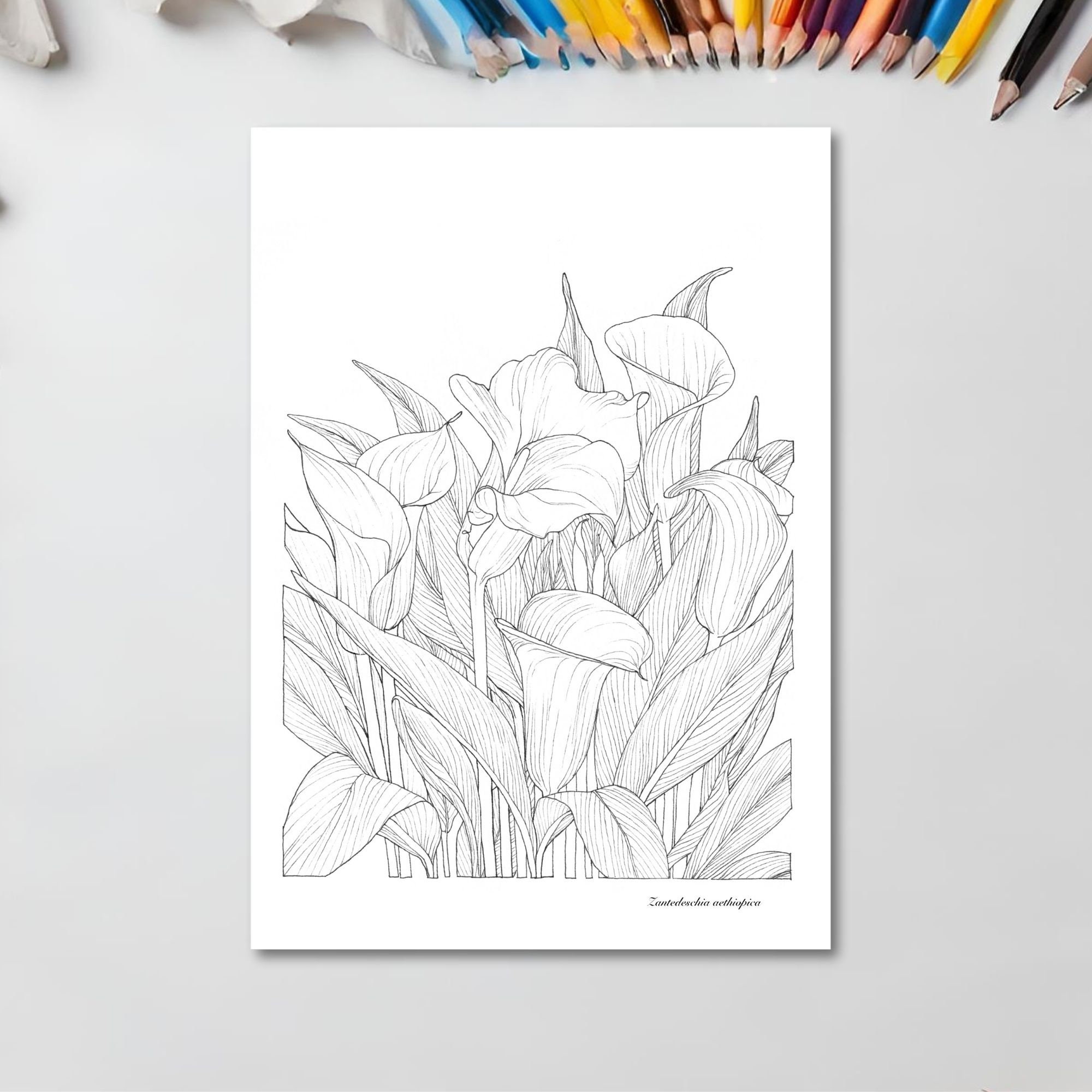 Calla Lily Flower Coloring Page - Printable Watercolor Coloring Page ...