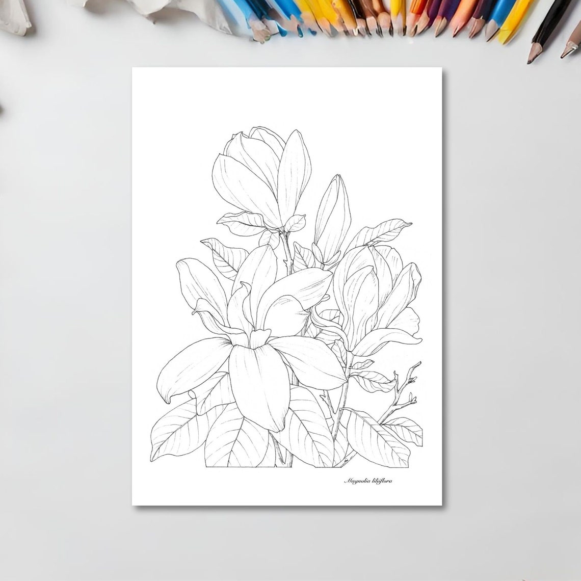 Magnolia Flower Coloring Page - Printable Watercolor Coloring Page for ...