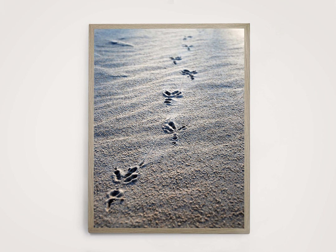 Sandy Beach Bird Footprints, Printable Wall Art, Footsteps Trace in ...