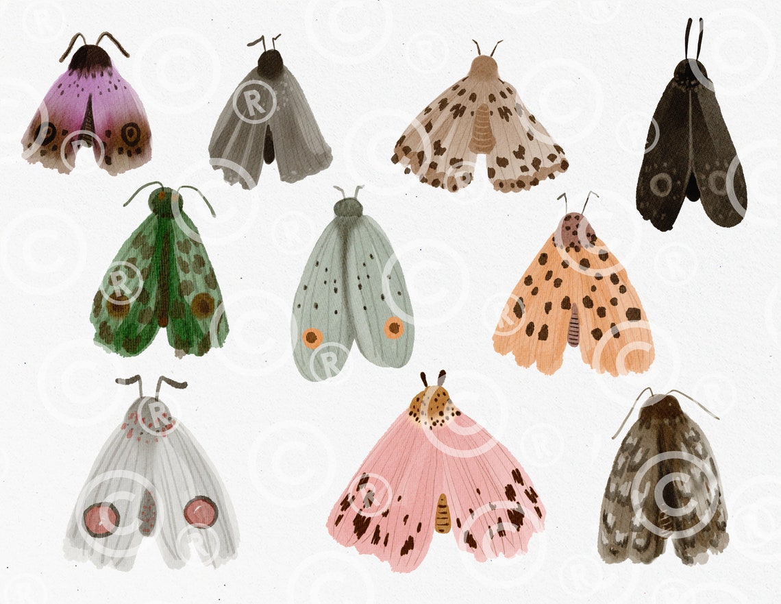 Moth Clip Art, Digital Sticker , Hand Drawn in Watercolor Style ...