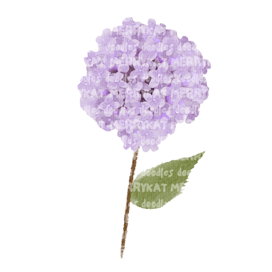 Purple Hydrangea Watercolor Clip Art - Handpainted Floral Elegance - Etsy