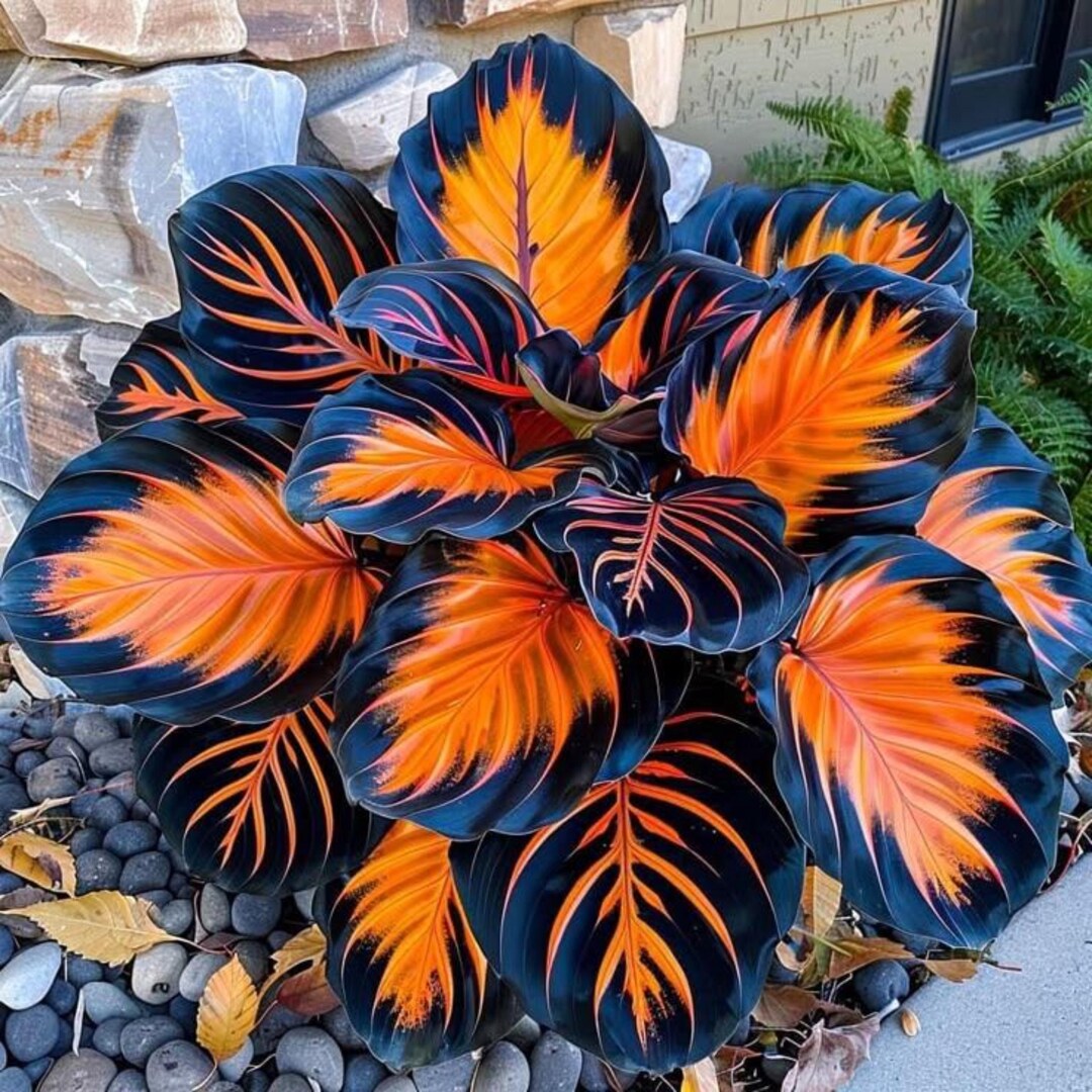 Orange Hosta Seeds | 200+ Easy Grow Drought Tolerant Shade Plant - Etsy