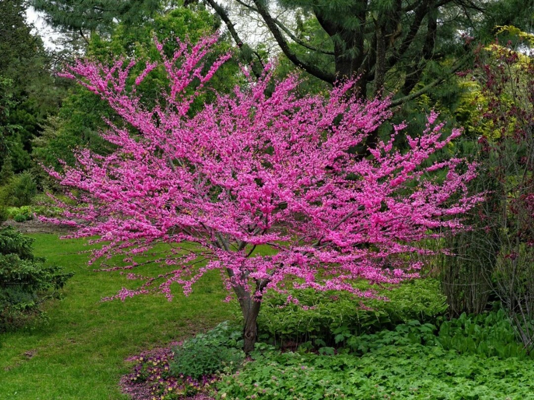 30 Eastern Redbud Tree Seeds - Etsy